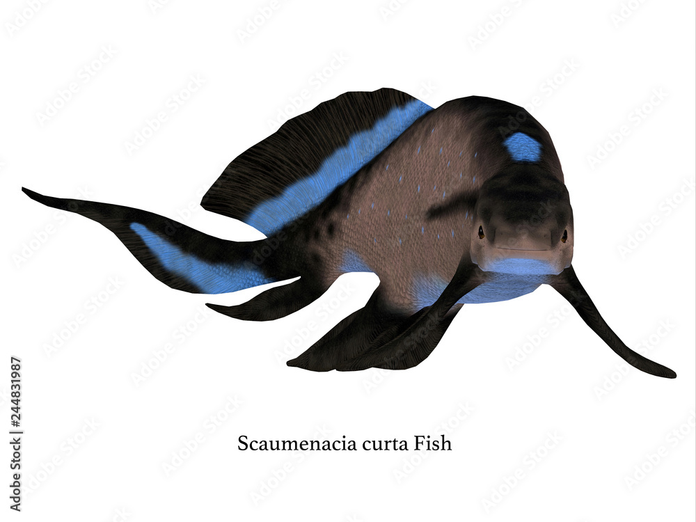 Scaumenacia Fish Tail with Font - Scaumenacia was a primitive jawless ...