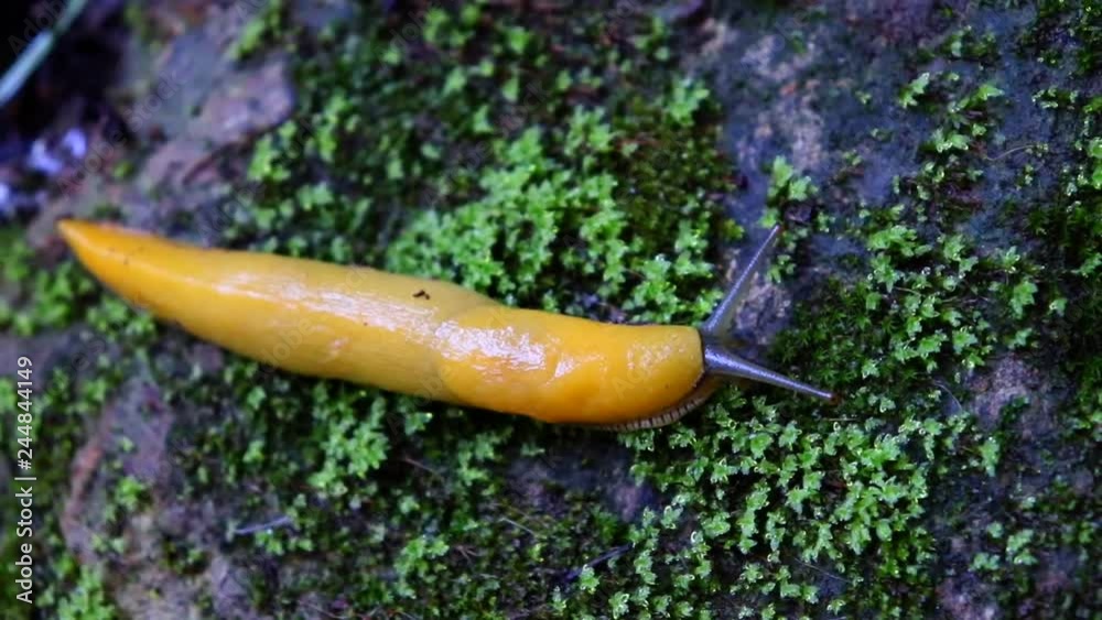Close up top view video of a Banana Slug from the Santa Cruz Mountains ...