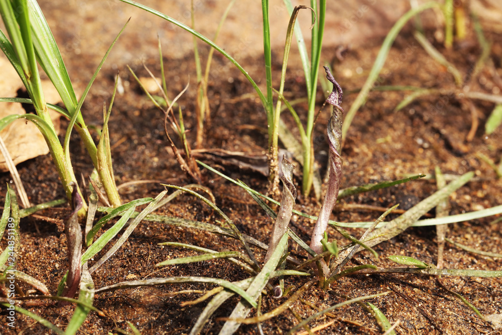 Cryptocoryne Retrospiralis