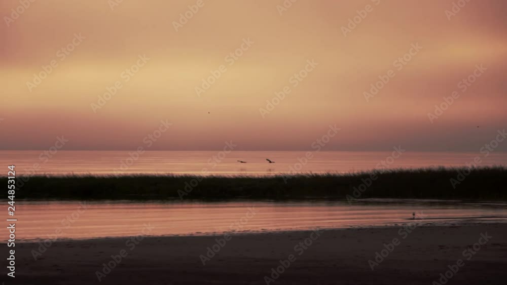 Shorebirds flying low across water at sunset with dune grass and ocean ...