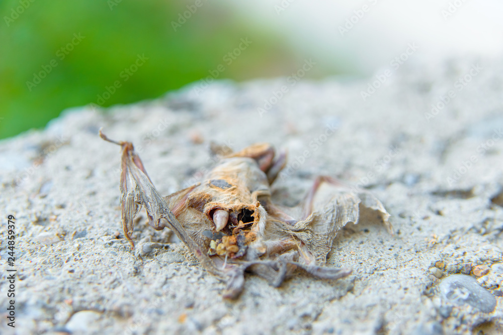 Dead bat. Rotting animal. The bat lies on the concrete. The death of a ...