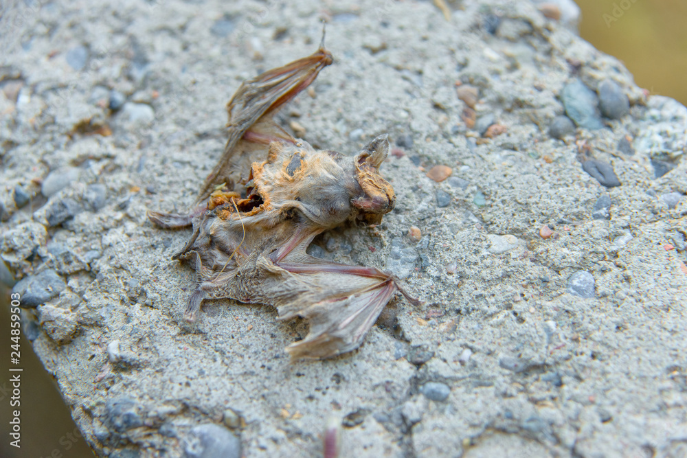 Dead bat. Rotting animal. The bat lies on the concrete. The death of a ...