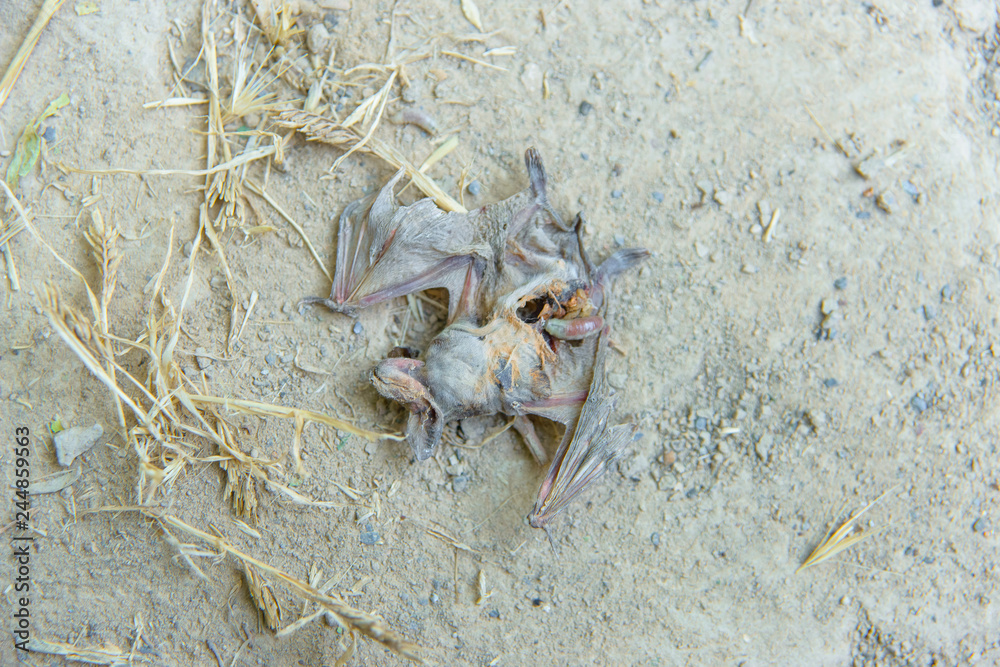 Dead bat. Rotting animal. The bat lies on the concrete. The death of a ...