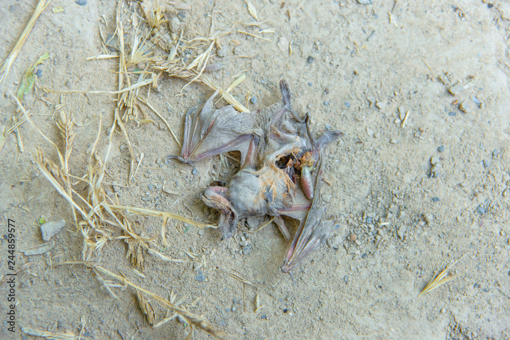 Fotka „Dead bat. Rotting animal. The bat lies on the concrete. The ...