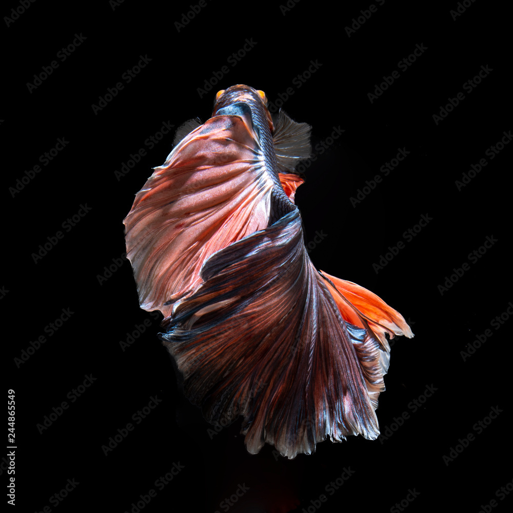 Siamese Fighting Fish - Siamese Fighting Fish also known as Betta is ...