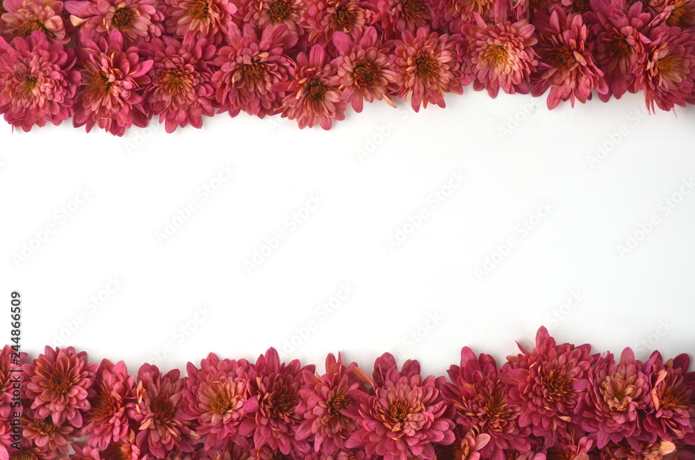 Fall floral background with deep red chrysantemums on white with copy ...