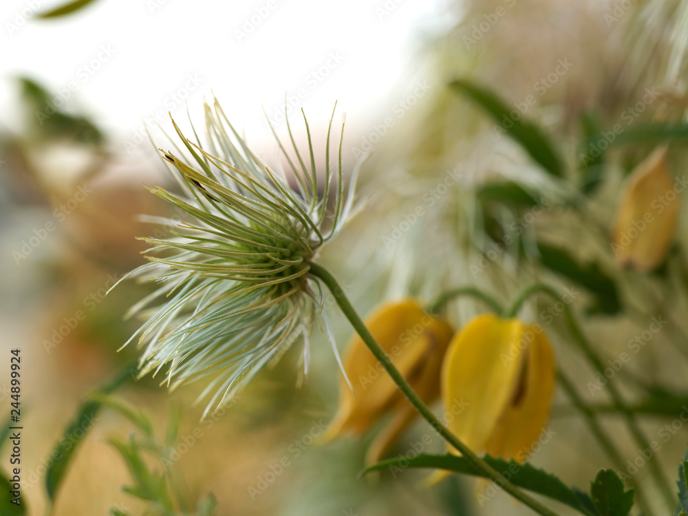 Clematis tangutica - Fruit ou akène duveteux et plumeux argenté de ...