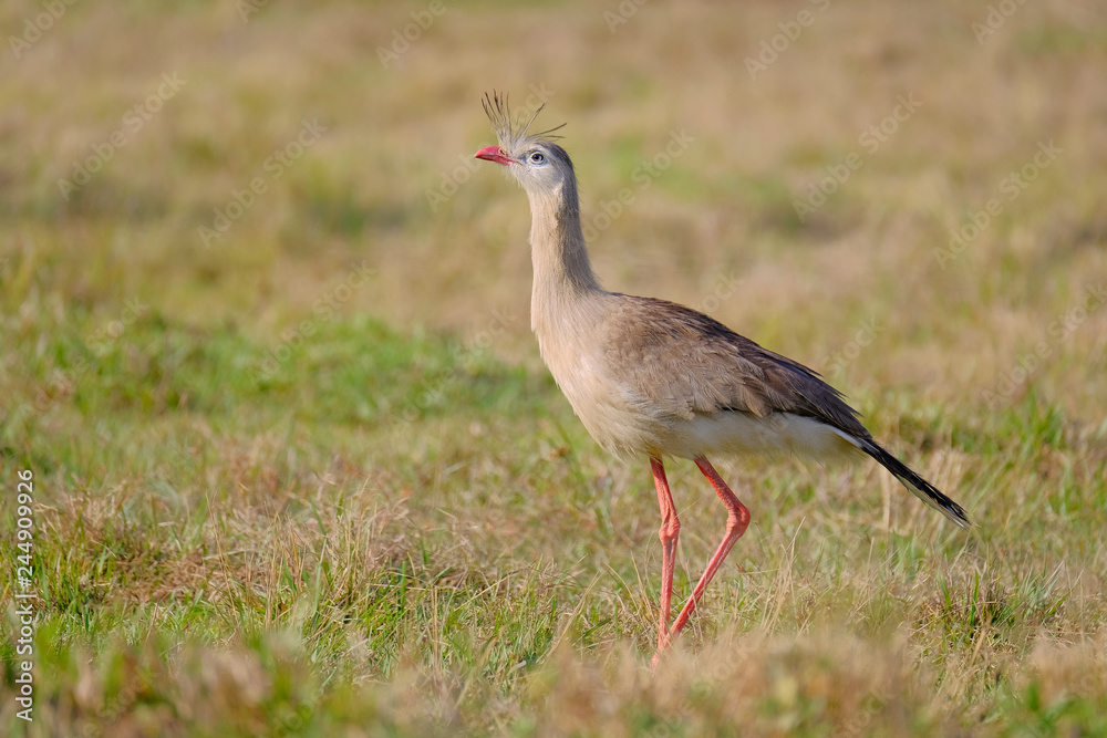 Red-legged Seriema or Crested Cariama, Cariama Cristata, bird in ...