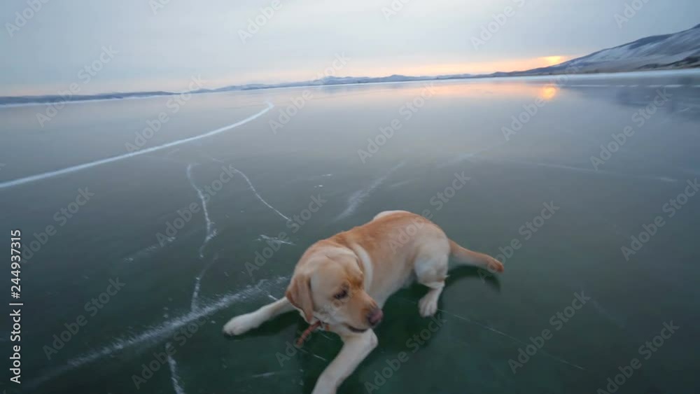 Cute dog labrador having fun outdoors on transparent frozen lake Baikal ...