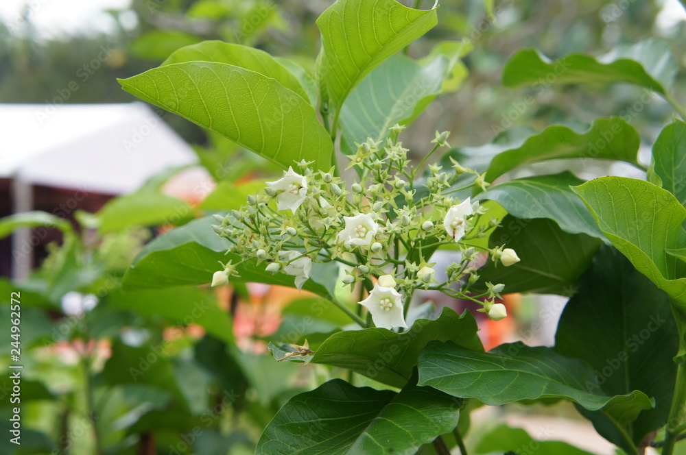 Bread Flower or Vallaris Glabra plant. In Malay it is called Kesidang ...