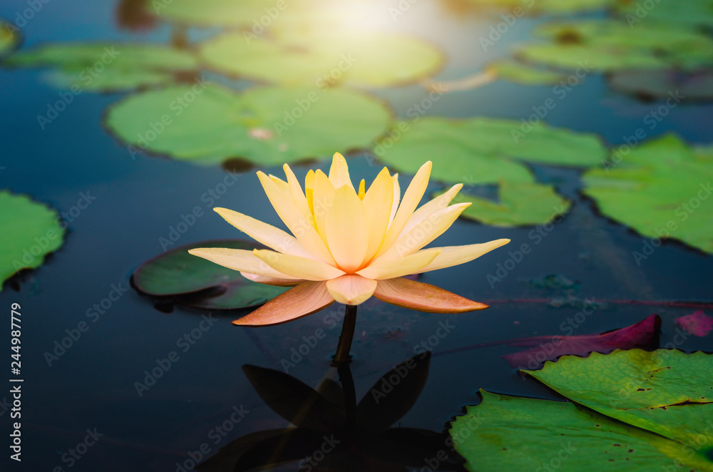 Yellow Lotus Flower Wallpaper