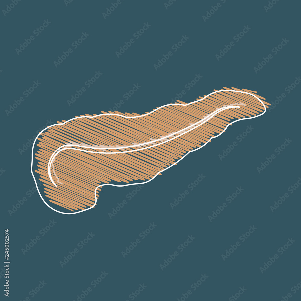 Stylization of hand drawing. Vector isolated illustration of pancreas ...