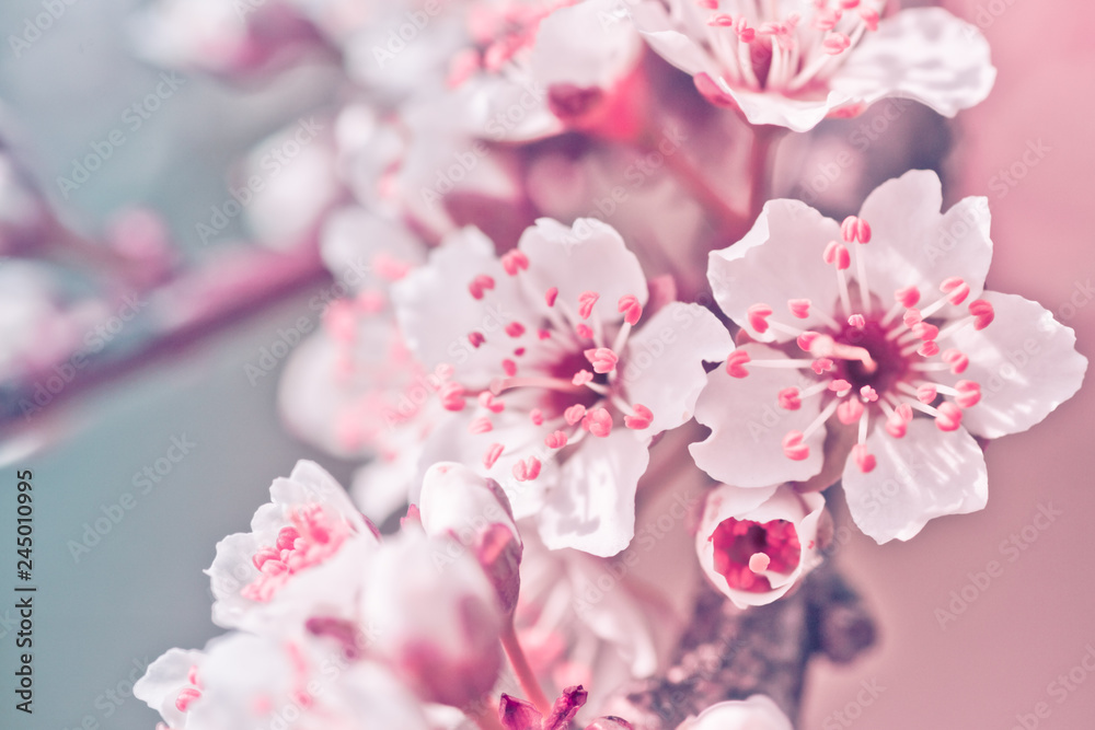 Flowers of Nanking cherry, Prunus tomentosa, Korean, Manchu, downy ...