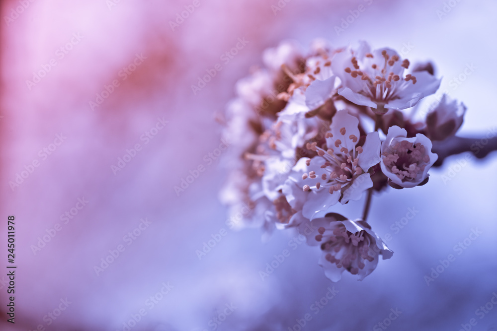 Flowers of Nanking cherry, Prunus tomentosa, Korean, Manchu, downy ...