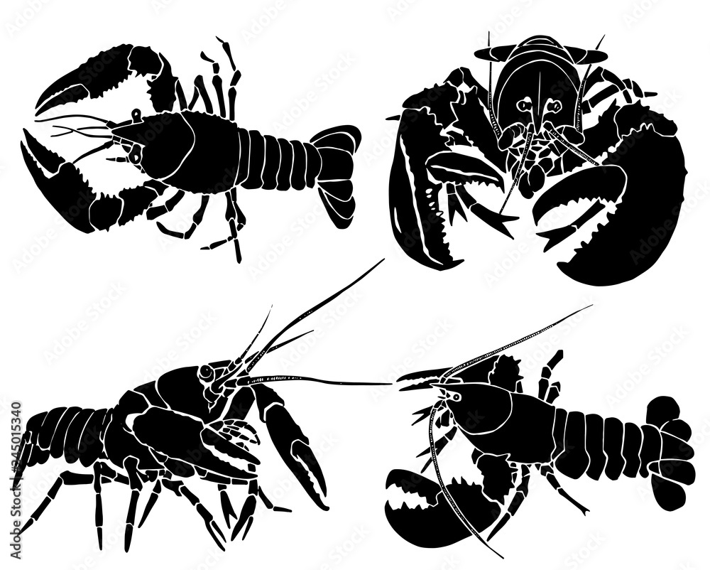 Graphical set of lobsters isolated on white background,vector sea-food ...