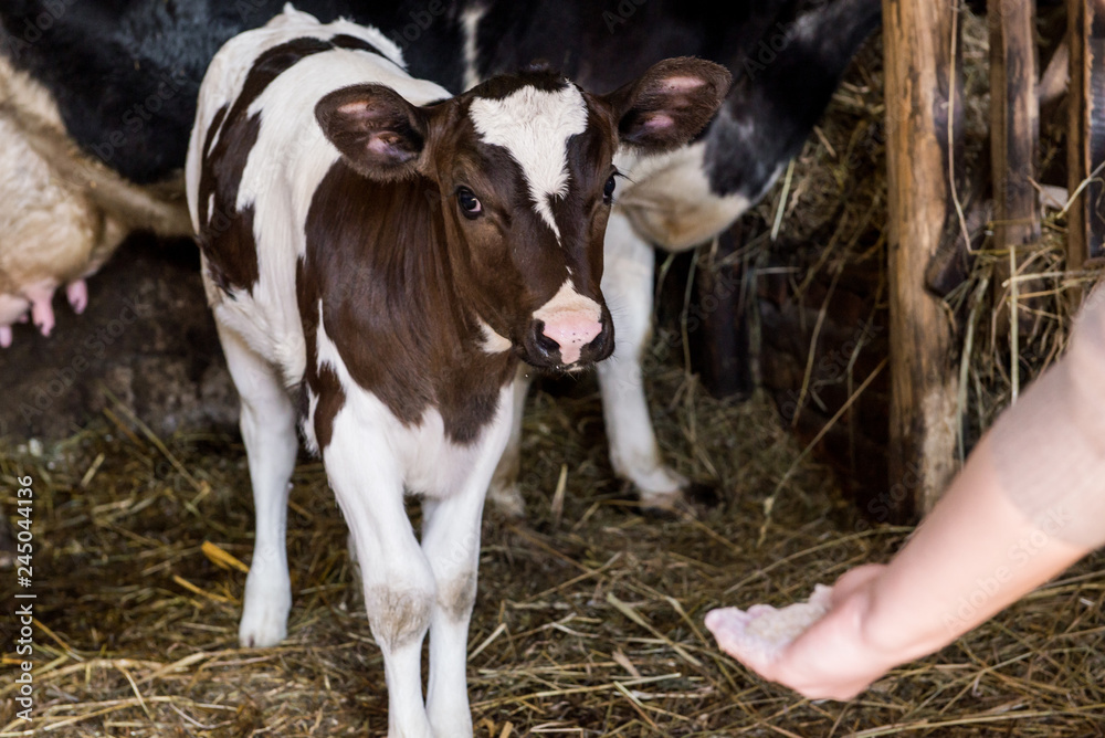 Animals in the stables.Photo of a little calf with mother of cow.The ...