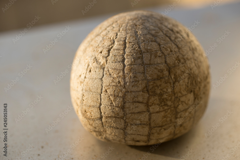Fossil Sea urchin of Mesozoic era, Cretaceous period. Stock Photo ...