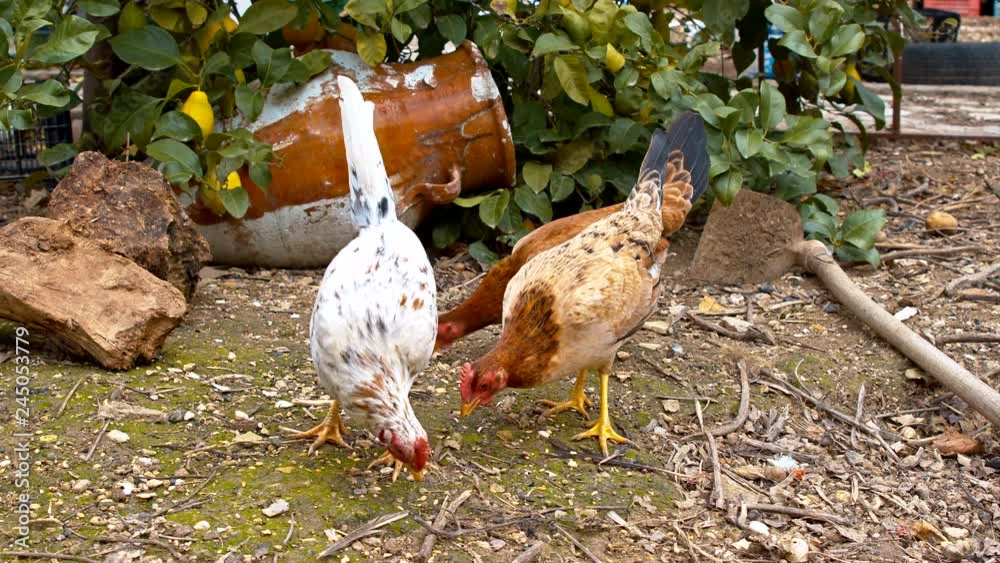 Feeding young hens with wheat grains at poultry yard, beside a lemon ...