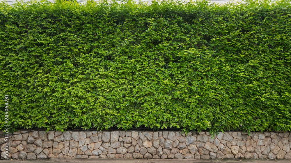 Leaf hedge wall for nature background or backdrop, Tiny leaf hedge wall ...
