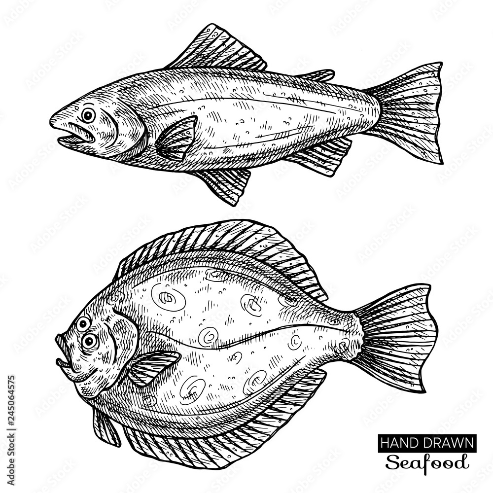 Hand drawn vector fish. Vintage seafood illustration for shop, menu or ...