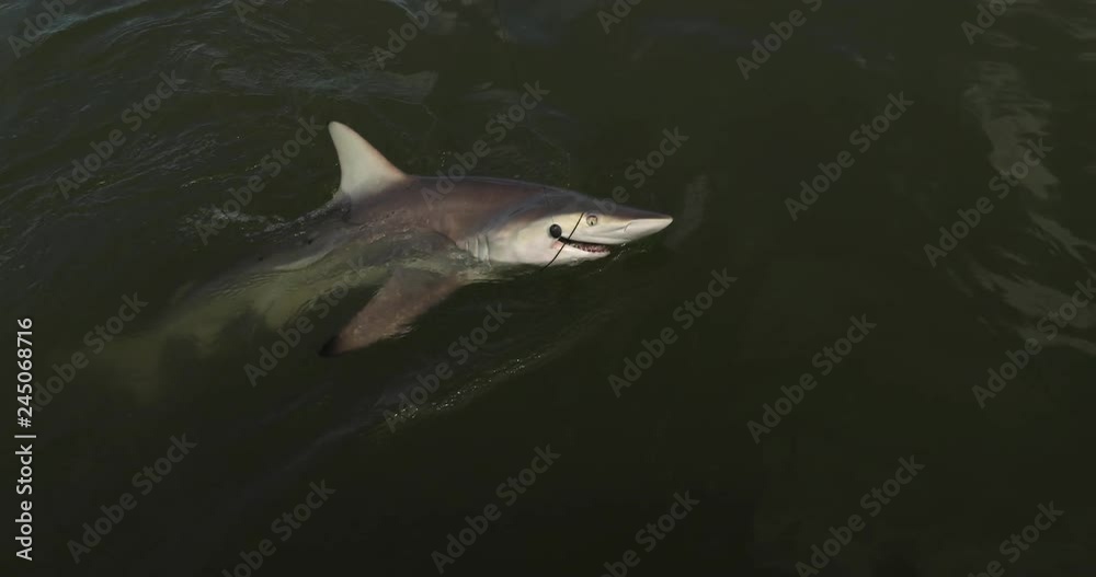 Shark fishing - man sport fishing fighting shark biting showing teeth ...