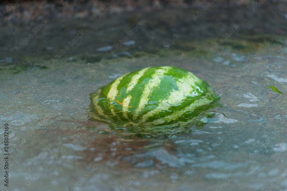 Watermelon in the water. A large ripe watermelon floats. Gourd culture ...