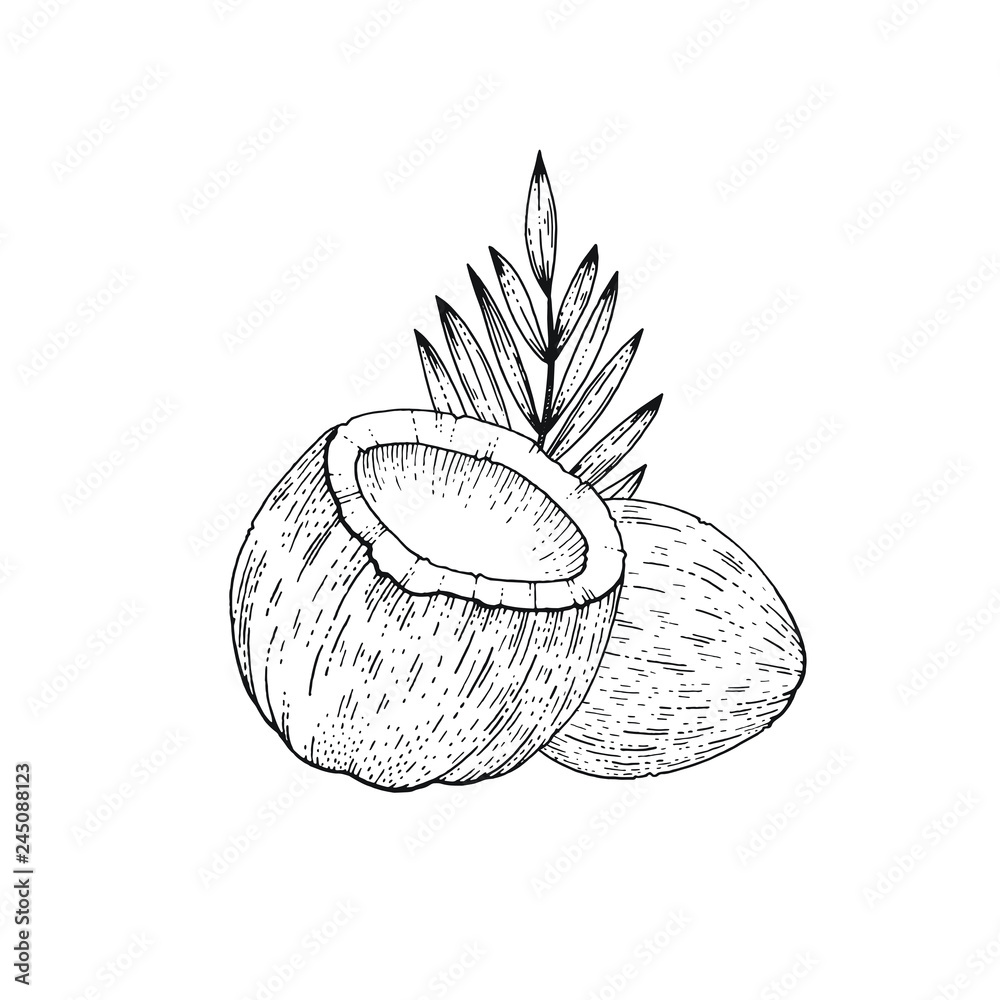 Summer tropic coconut fruit. Exotic coco food hand drawn vintage art ...
