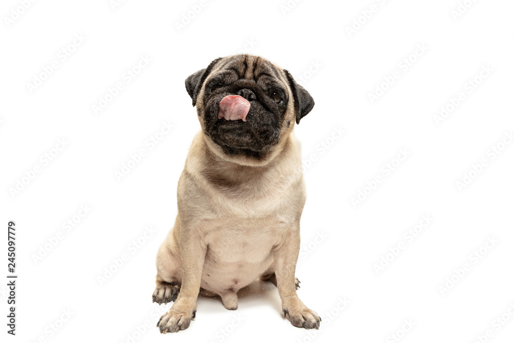 Cute pet dog pug breed sitting and smile with happiness feeling so ...