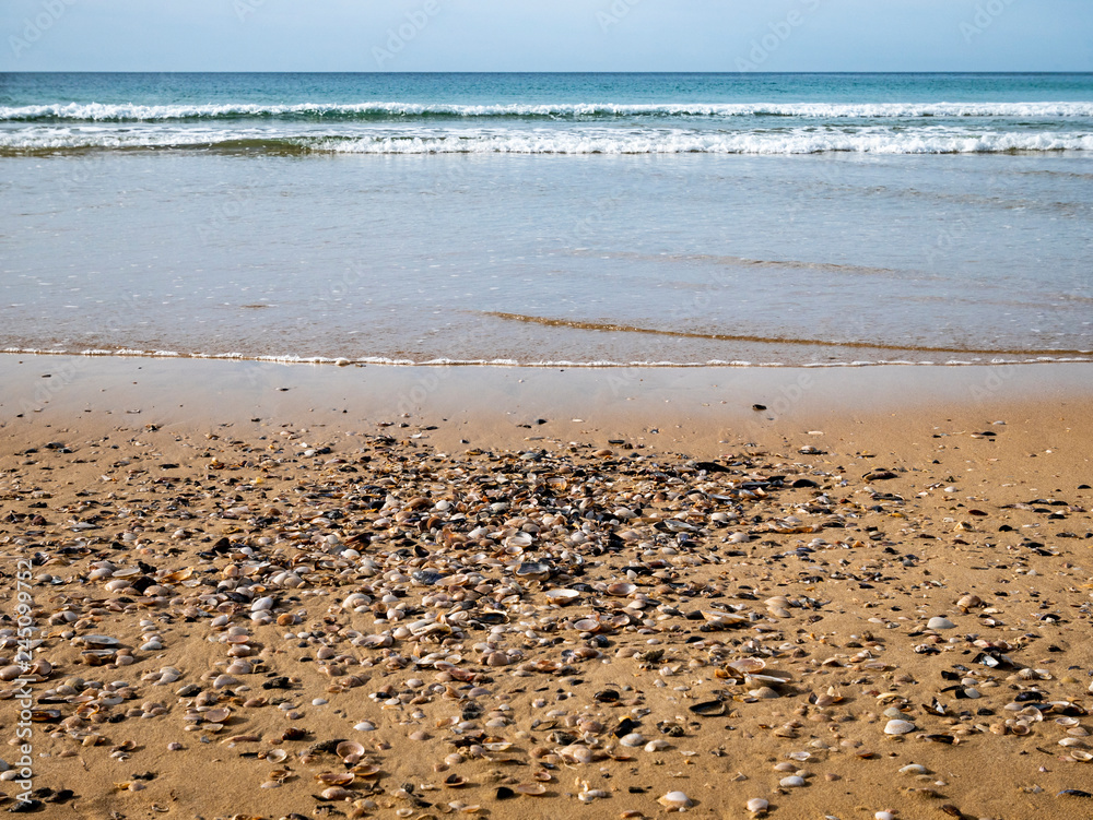 Sea shells on Lookout Beach. Plettenberg Bay. Garden Route. Western ...