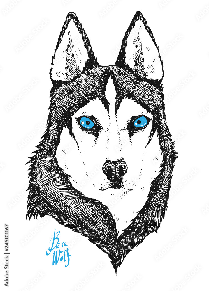 Husky dog portrait. Ink hand drawn, handmade illustration. Wolf full ...