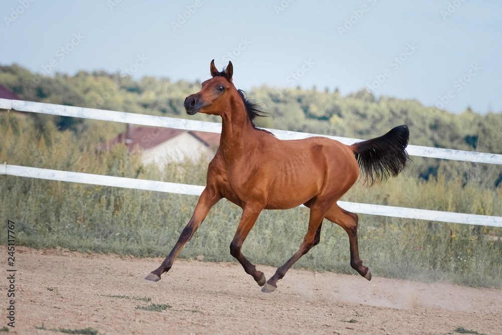 Light Bay Arabian Horses