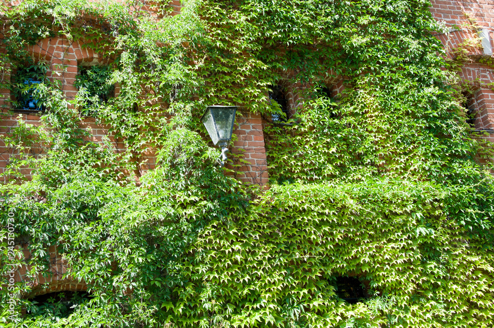 Eco friendly lifestyle. Vine growing on stone wall in summer. Old house ...