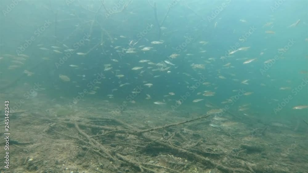 Underwater footage of swimming European perch (Perca fluviatilis ...