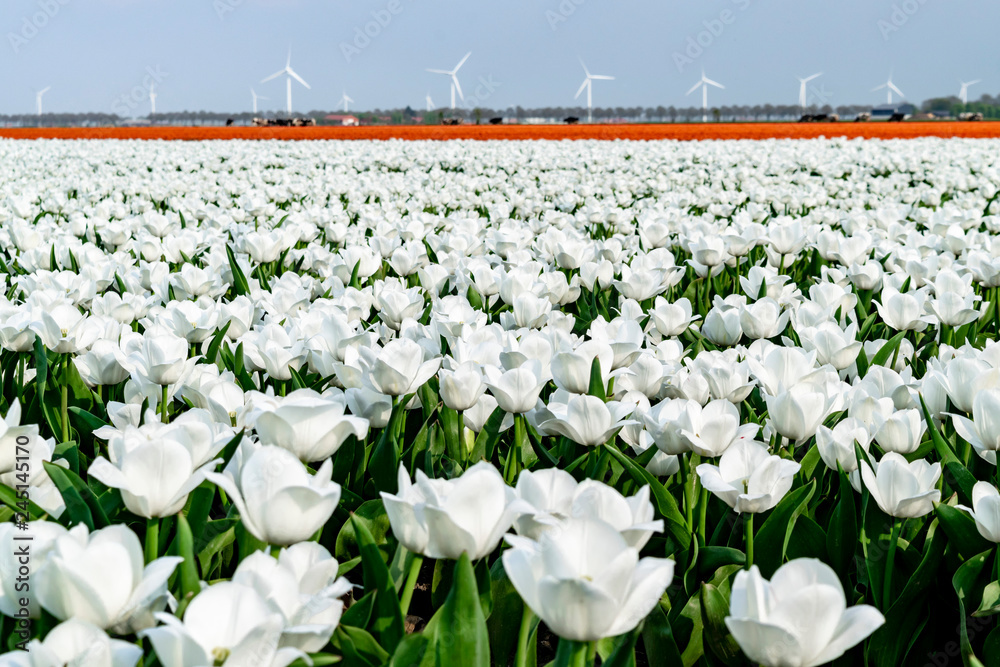Field Of White Tulips