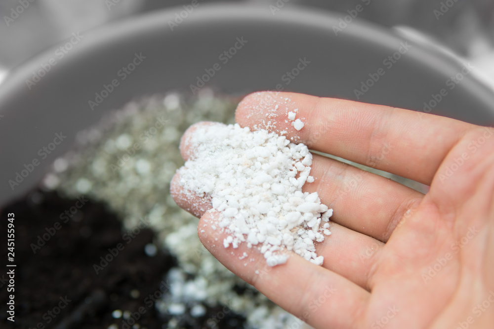 Perlite in the hands of a man. Close up. Soil growing cannabis. A ...