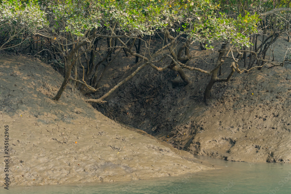 Mangroves on the mud slope at Sundarban in India Stock Photo | Adobe Stock