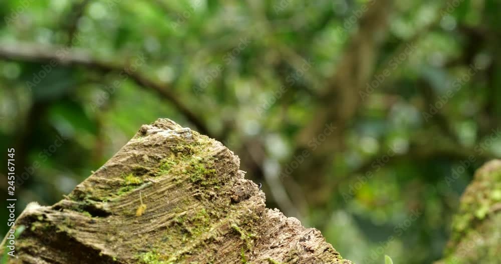 Elephant Beetle (Megastoma acaeton). climbing on a fallen tree trunk in ...
