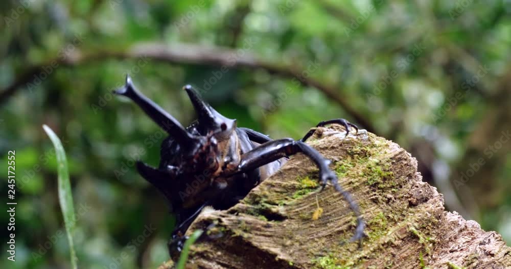 Elephant Beetle (Megastoma acaeton). climbing on a fallen tree trunk in ...