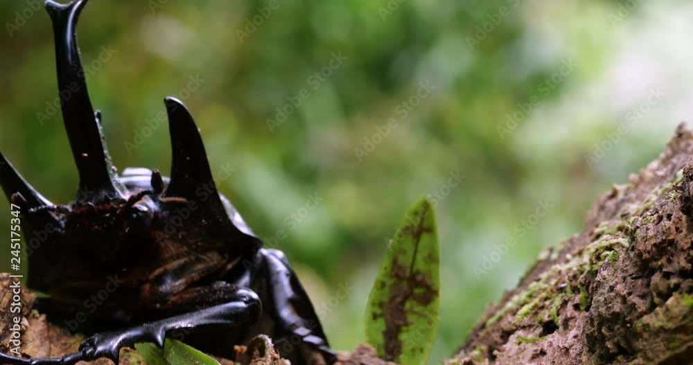 Vidéo Stock Elephant Beetle (Megastoma acaeton). climbing on a fallen ...