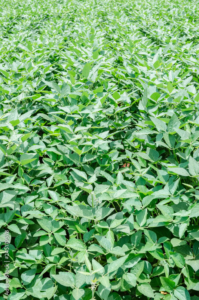 Green foliage of a soya plantation. Healthy foliage. Soy plants with no ...