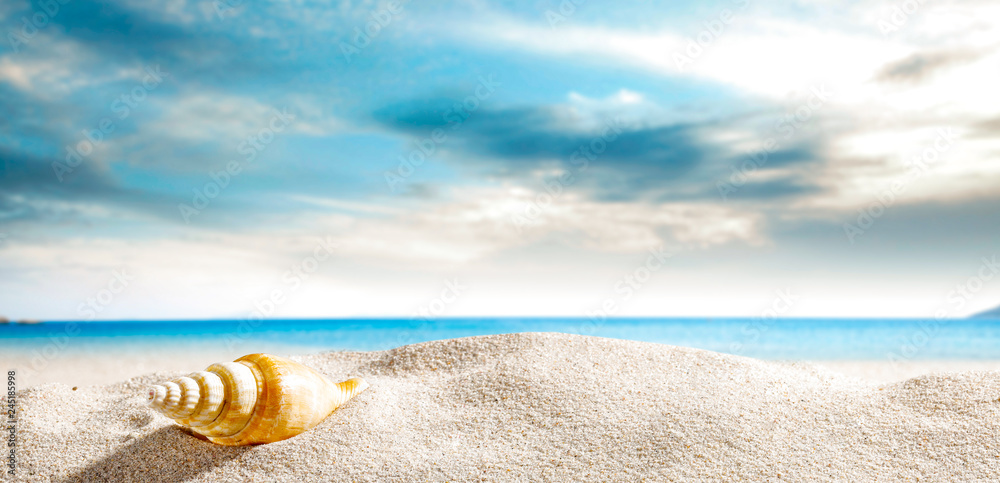 Seashells on the sand by the sea on a hot sunny day Stock Photo | Adobe ...