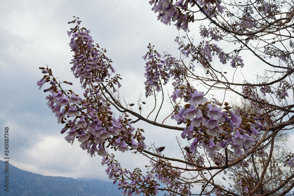 Branches of a Paulownia tomentosa tree in bloom on a cloudy spring day ...