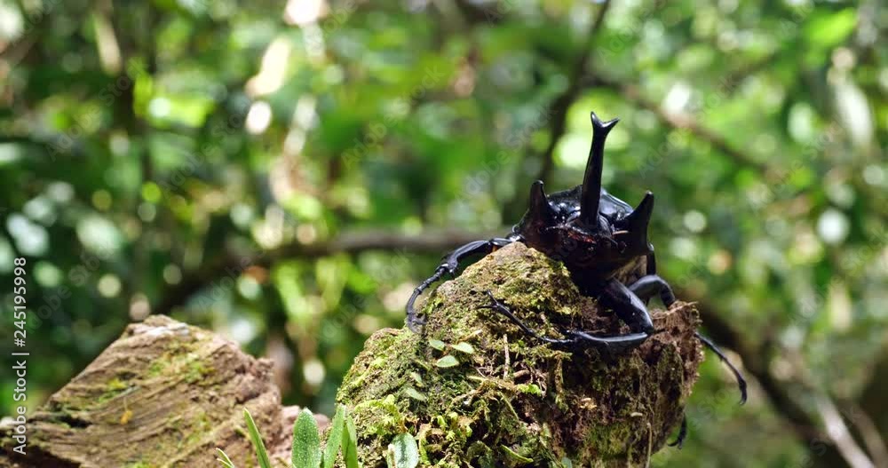 Elephant Beetle (Megastoma acaeton) climbing on a fallen tree trunk in ...