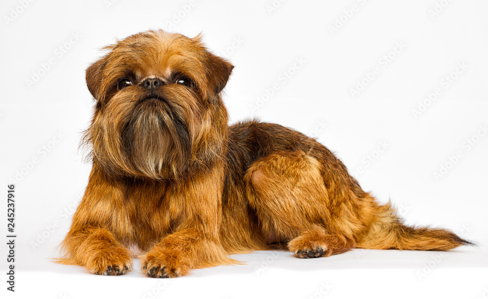 White Griffon Puppies