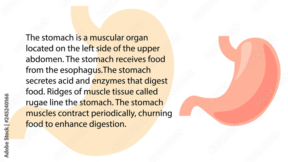 Stomach function vector. Internal organs functions vector design Stock ...