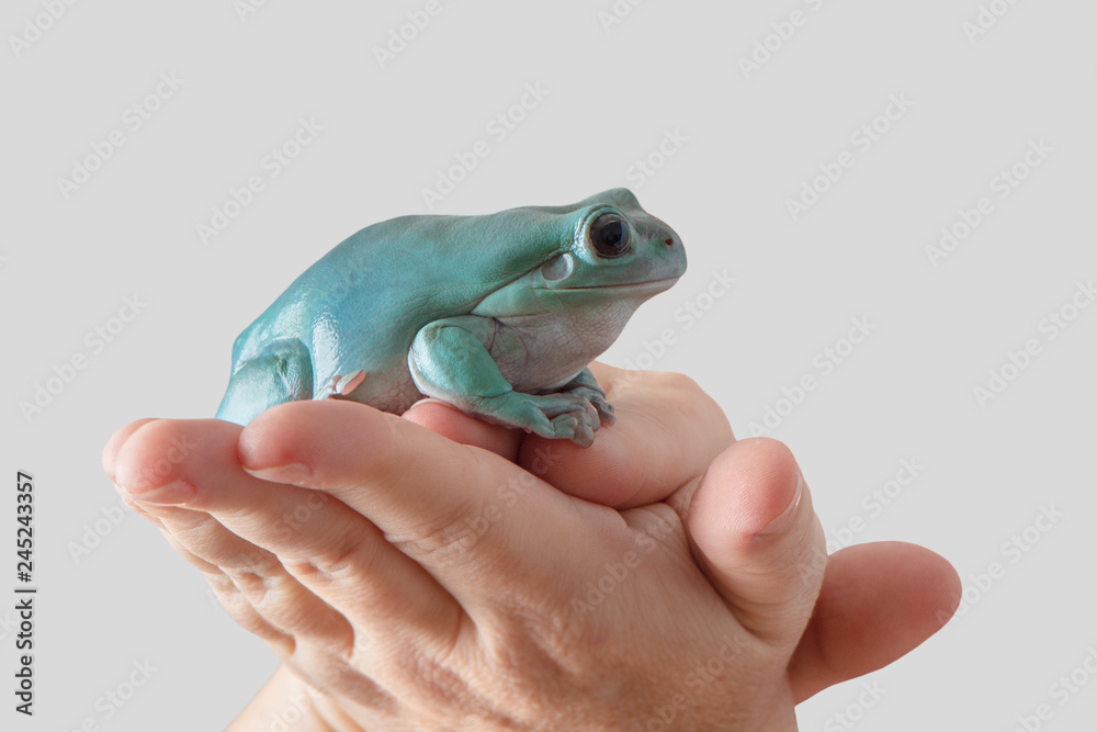 Green tree frog, White's tree frog, or dumpy tree frog (Litoria ...