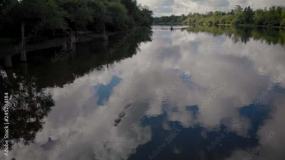 A giant Alligator Swimming slowly towards camera flying backwards. A ...
