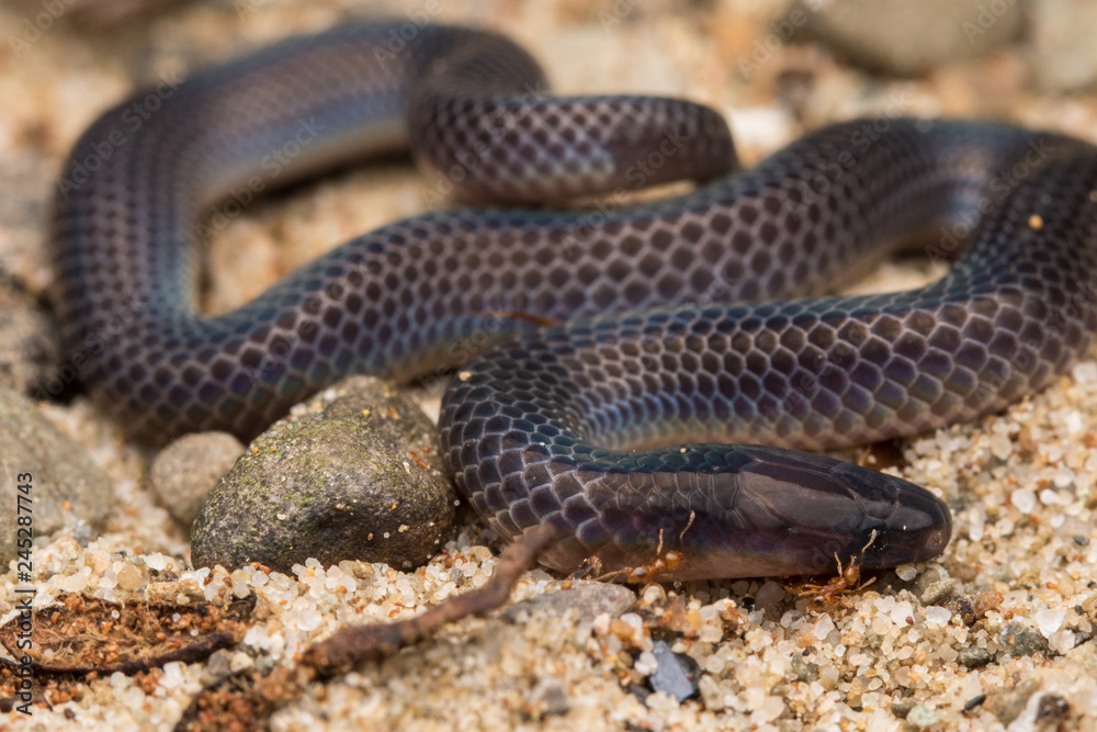 Macro image and Detail of shiny Schmidt's Reed Snake from Borneo ...
