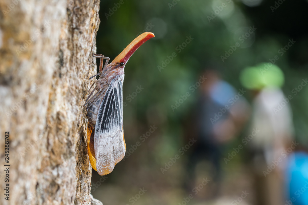lantern bug is a insect on tree fruits at Sabah, Borneo. Also is a rare ...