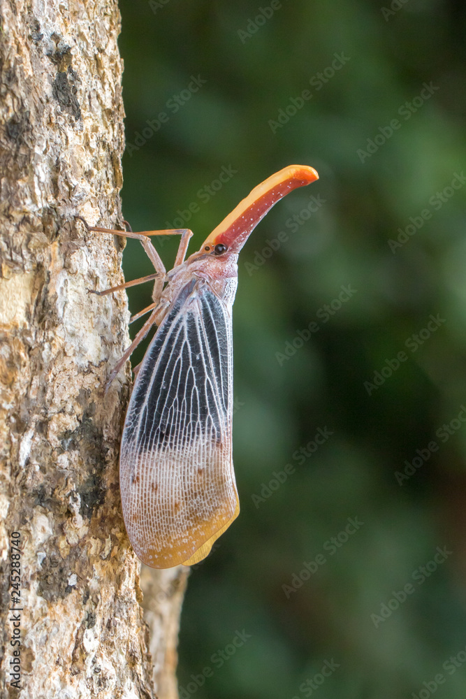 lantern bug is a insect on tree fruits at Sabah, Borneo. Also is a rare ...